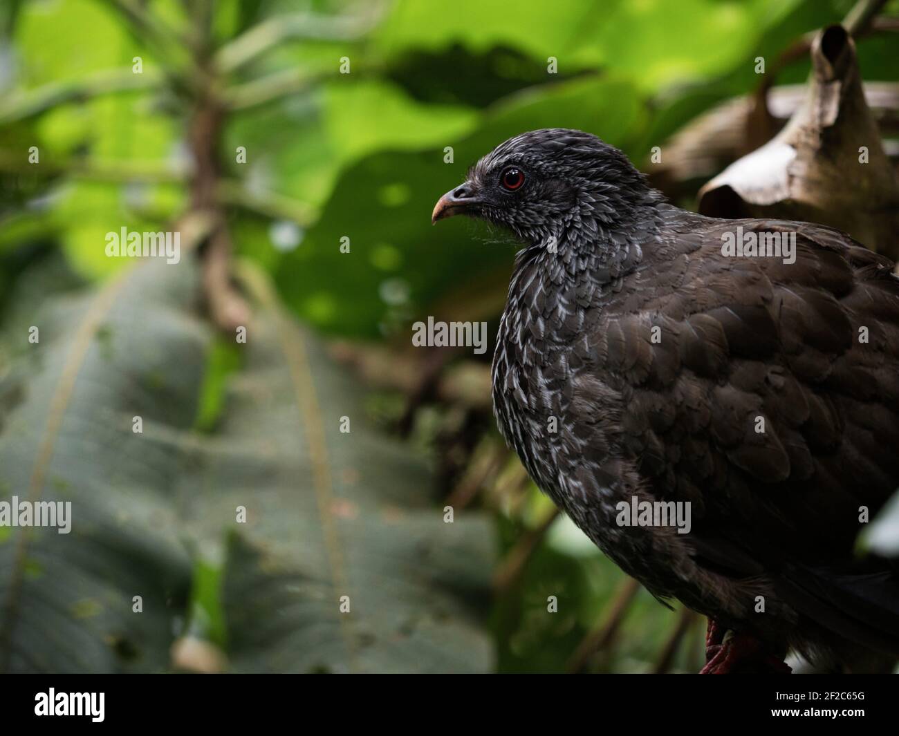 Pava andina hi-res stock photography and images - Alamy