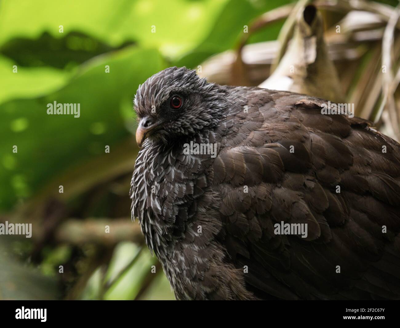 Pava andina hi-res stock photography and images - Alamy
