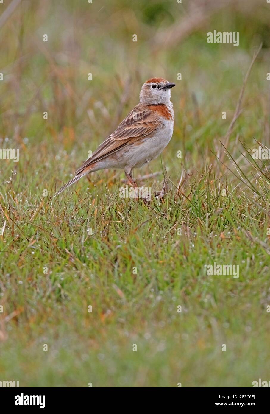 Red-capped Lark (Calandrella cinerea williamsi) male in upland pasture ...