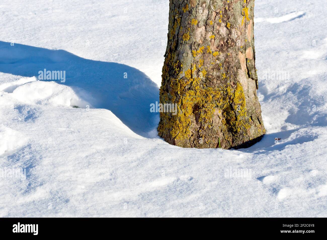 The base of a young Sycamore tree (acer pseudoplatanus) growing in a ...