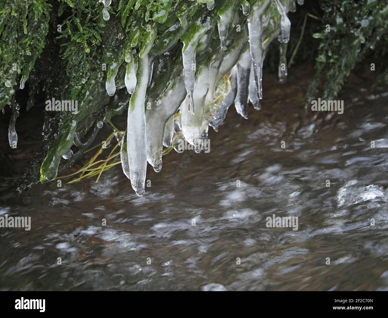 Icicle formations frozen in time on overhanging moss above rushing ...