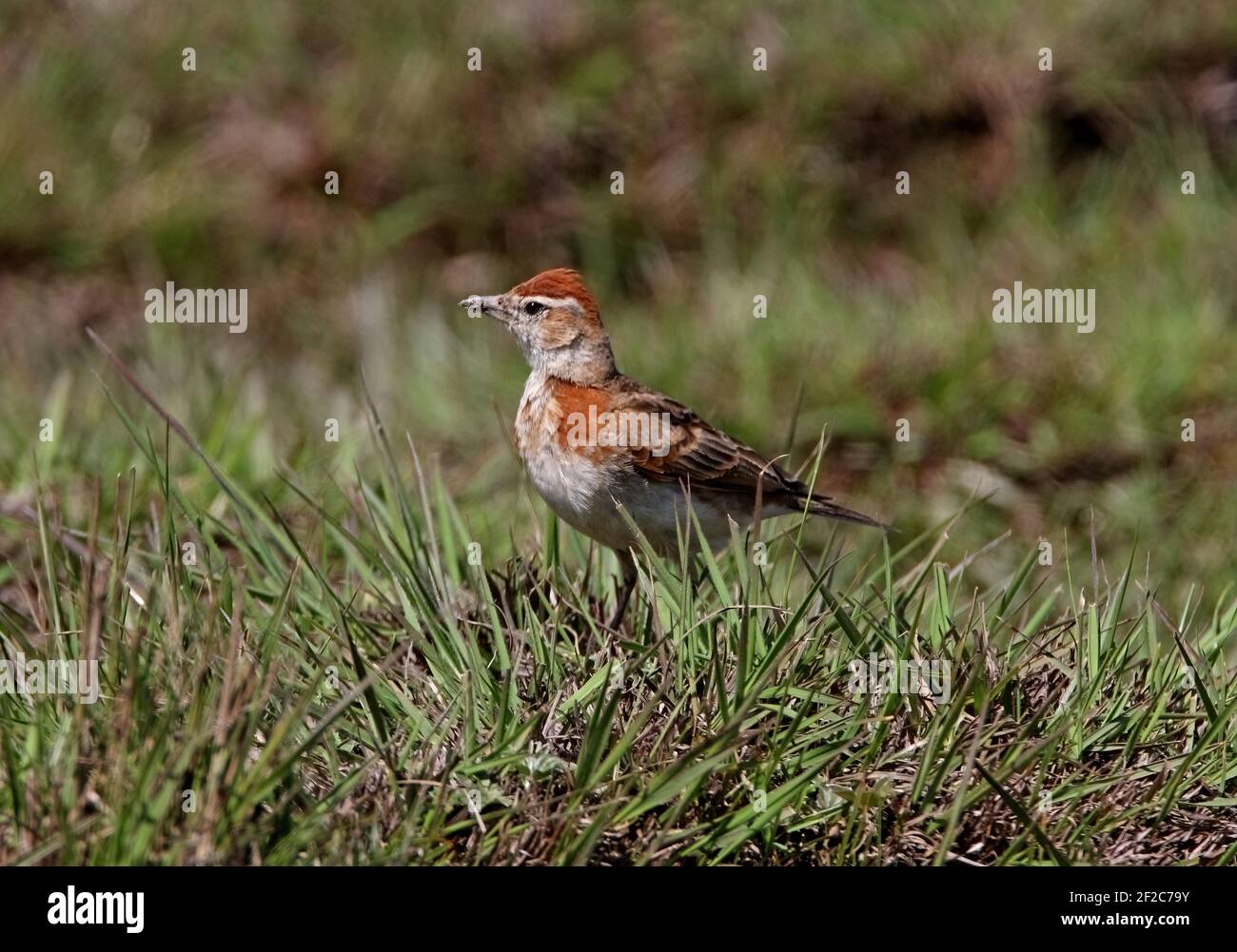 Red-capped Lark (Calandrella cinerea williamsi) adult on upland pasture ...