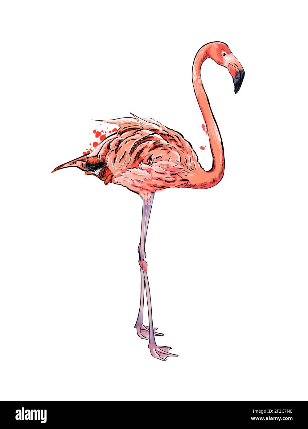 Pink flamingo from a splash of watercolor, colored drawing, realistic ...