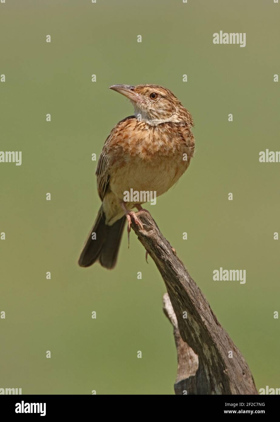 Red-winged Lark (Mirafra hypermetra hypermrtra) adult male perched on ...
