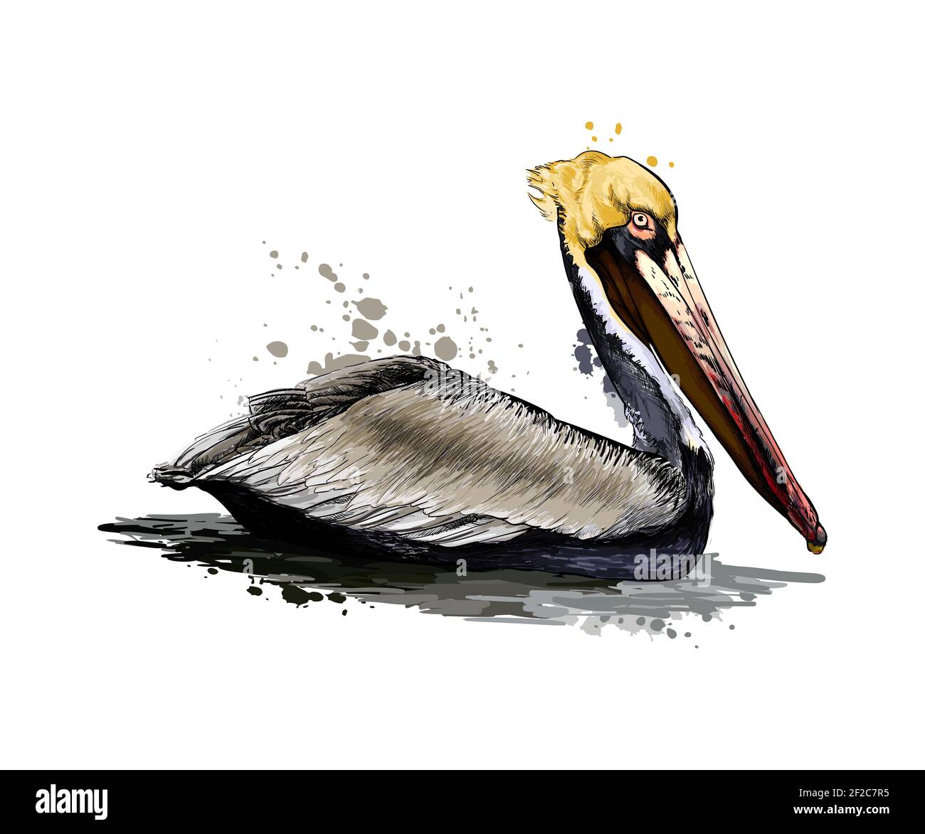 Pelican from a splash of watercolor, colored drawing, realistic. Vector ...