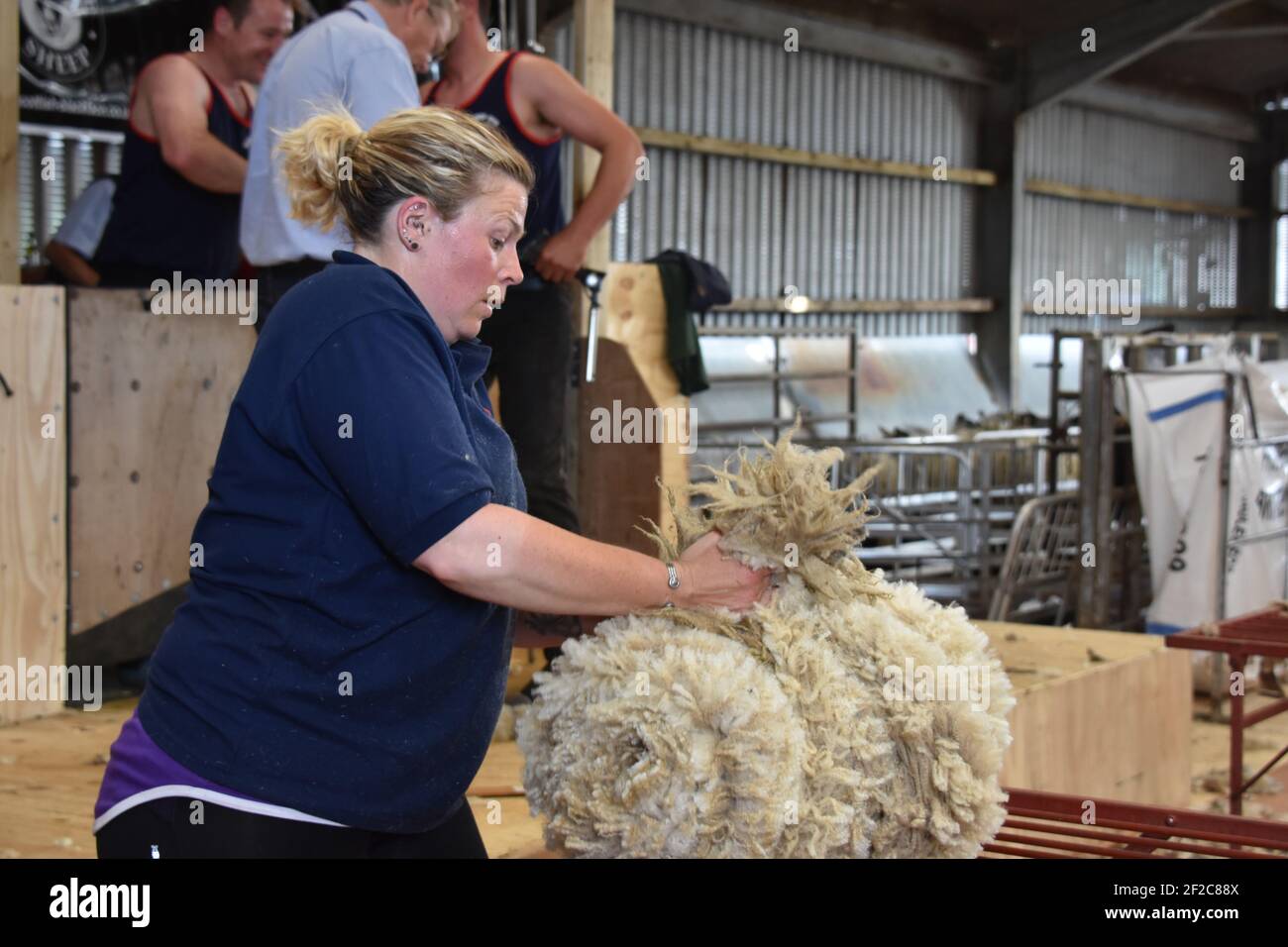 Sheep shearing competitions at the Royal Highland Show Stock Photo - Alamy