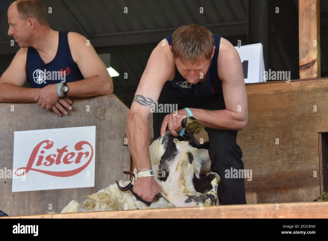 Stuart MacDougall Sheep shearing at the Royal Highland Show Stock Photo ...