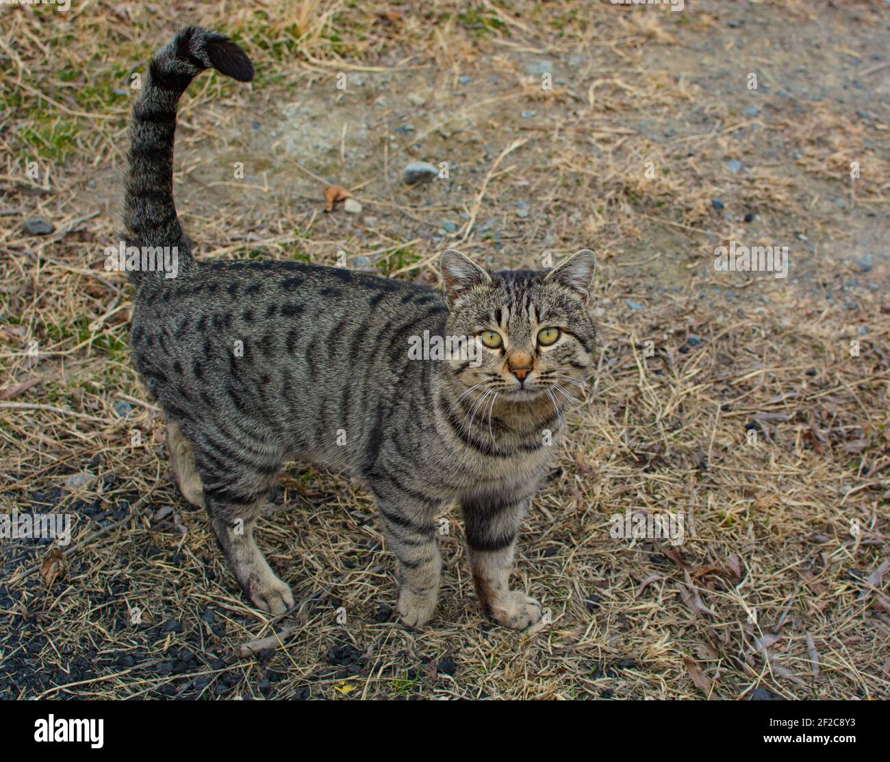 Stray cats in park hi-res stock photography and images - Alamy