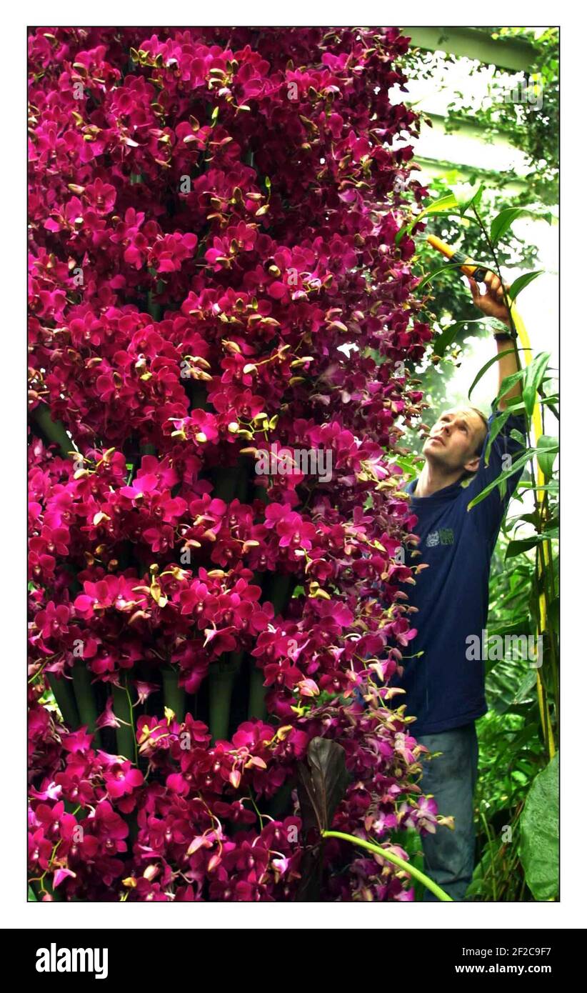 Orchid show at Kew Gardens Feb 9 - 10 March....Tony Conlow waters a ...