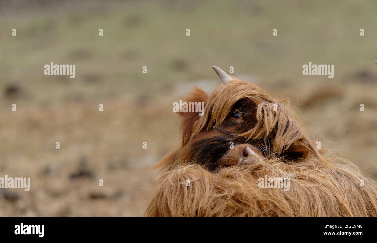 Domestic cattle bos taurus portrait hi-res stock photography and images ...