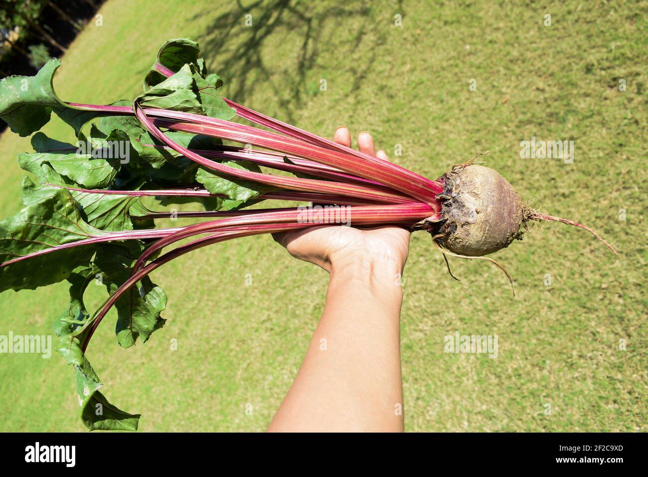 Bitrut hi-res stock photography and images - Alamy
