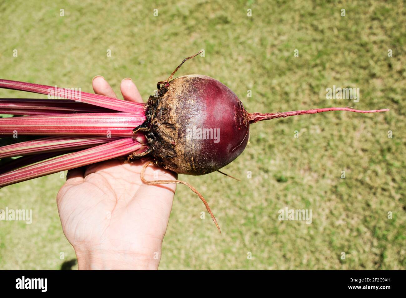 Red beet root vegetable freshly plucked from kitchen garden farm ...