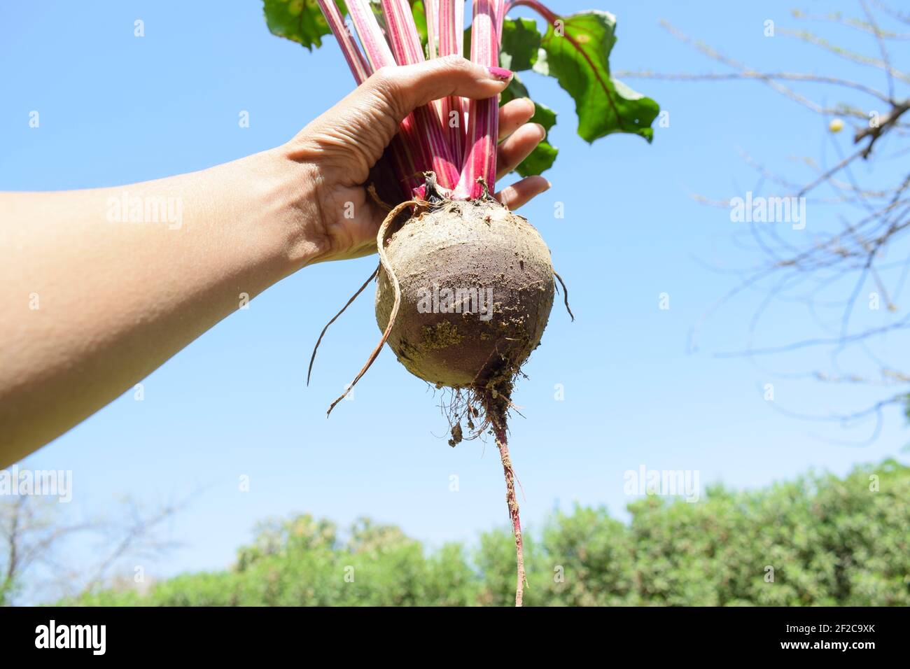 Female holding hoemgrown vegetable Beetroot veggie. Fresh organic ...