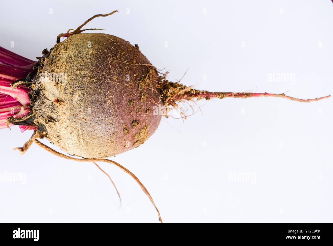 Red beet root vegetable freshly plucked from kitchen garden farm ...