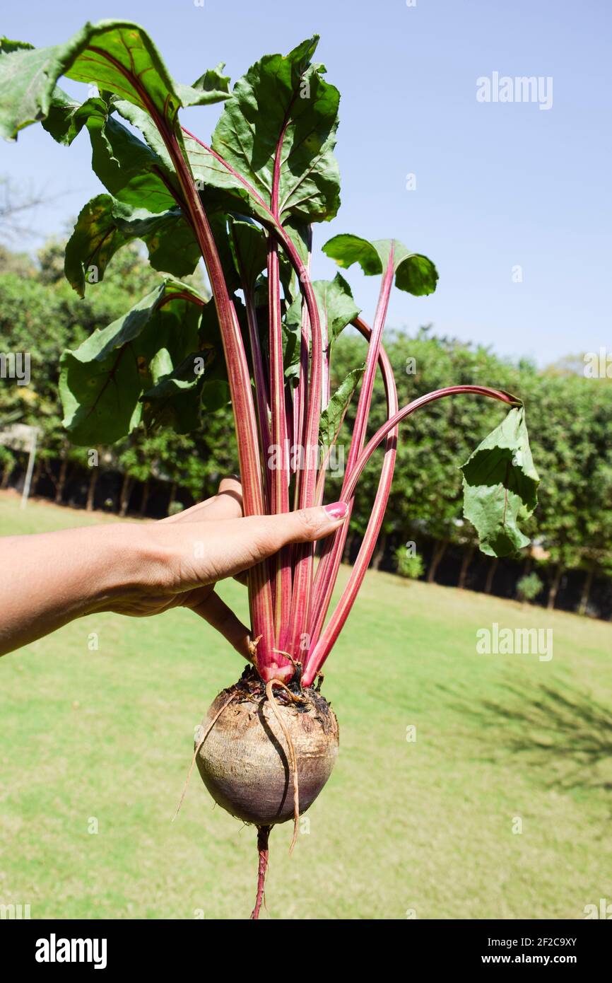 Chakundar hi-res stock photography and images - Alamy