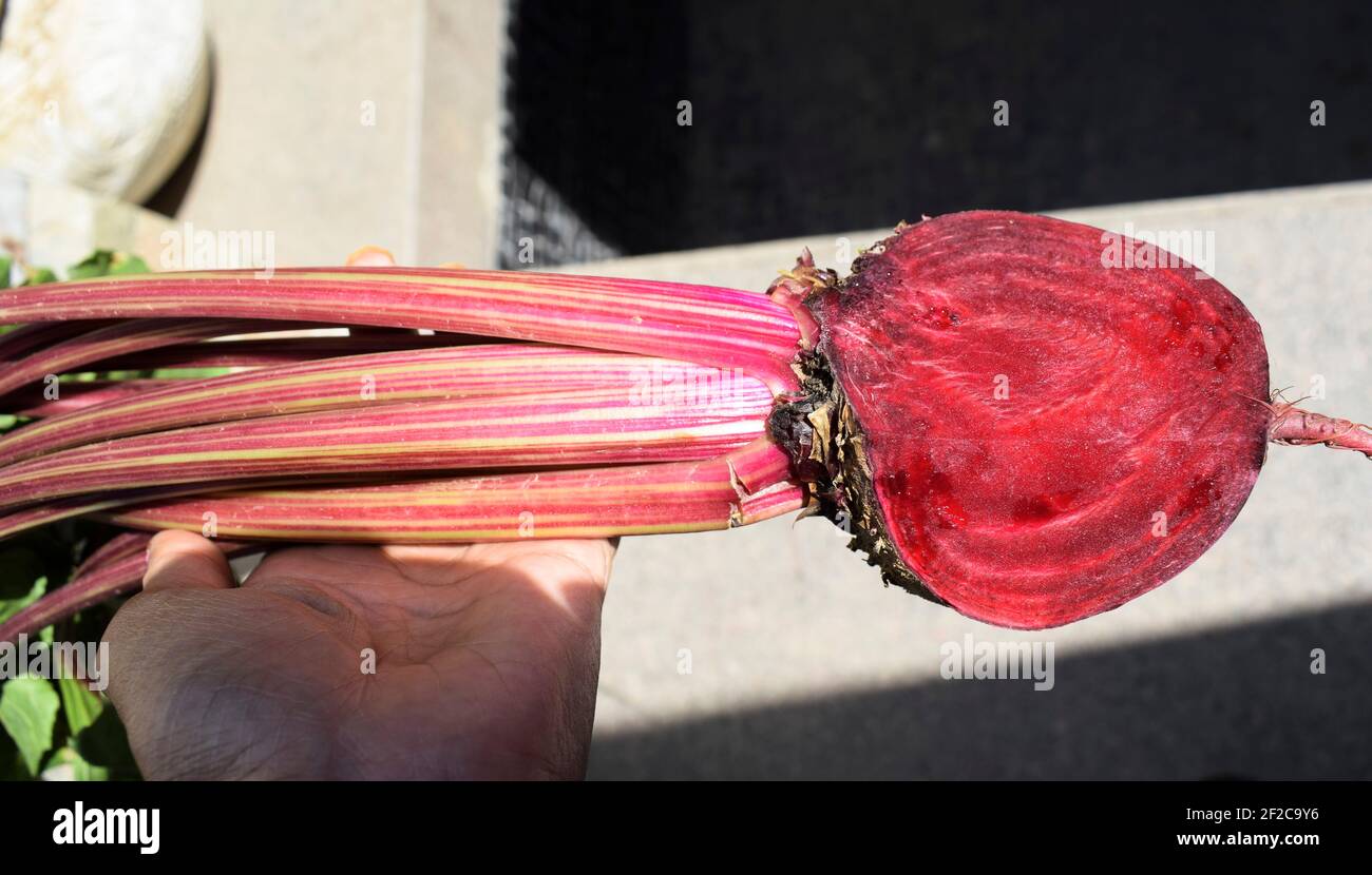 Red beet root vegetable freshly plucked from kitchen garden farm ...