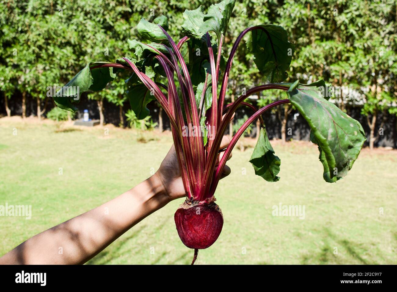 Female holding hoemgrown vegetable Beetroot veggie. Fresh organic ...