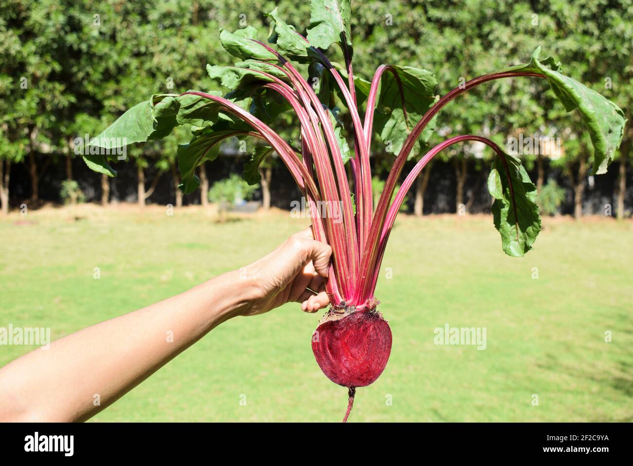Red beet root vegetable freshly plucked from kitchen garden farm ...