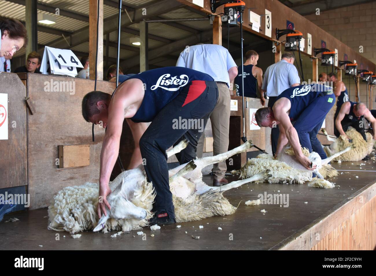 Sheep shearing judge hi-res stock photography and images - Alamy