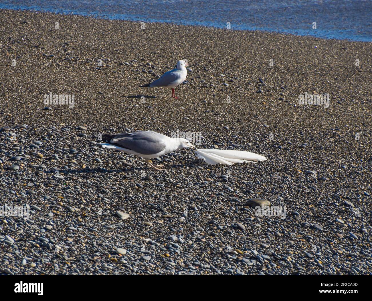 A seagull pulls at a piece of garbage on a beach in South of France ...