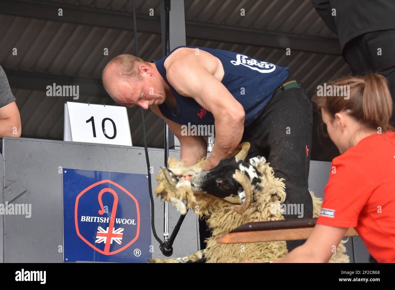 Calum Shaw Sheep shearing at the Royal Highland Show Stock Photo - Alamy