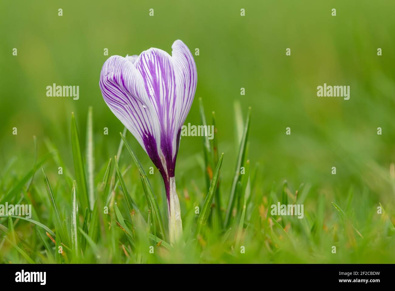 Purple And White Striped Flower High Resolution Stock Photography and ...