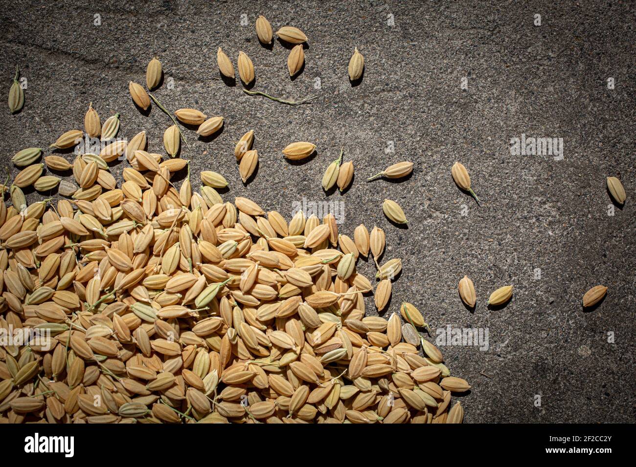 Japan/Hyogo prefecture/Producing Japanese sake/un-hulled rice, rough ...