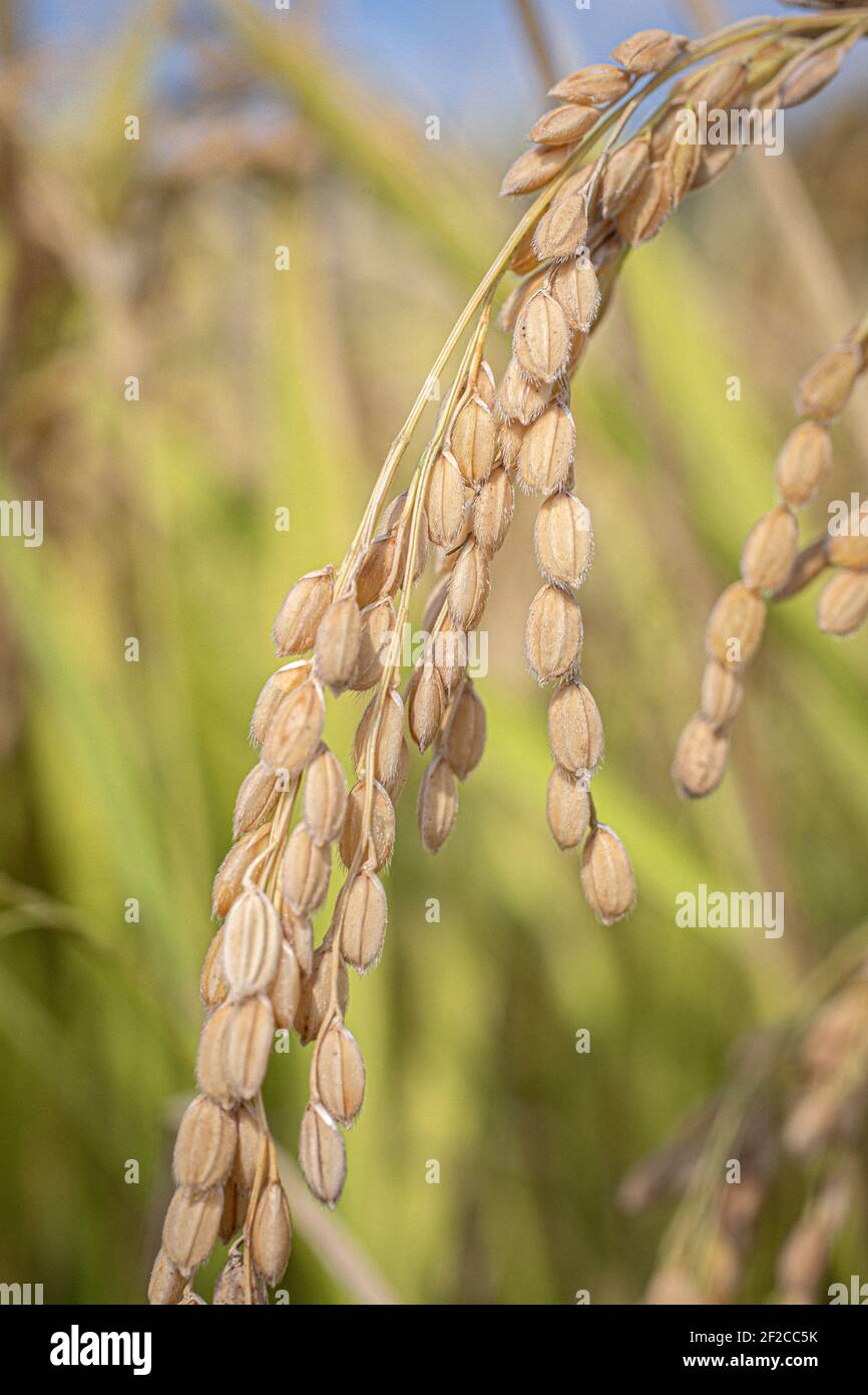 Asian rice plant oryza sativa hi-res stock photography and images - Alamy