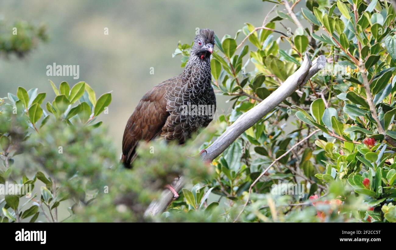 Andean guan (Penelope montagnii) perched in a tree in the Yanacocha ...