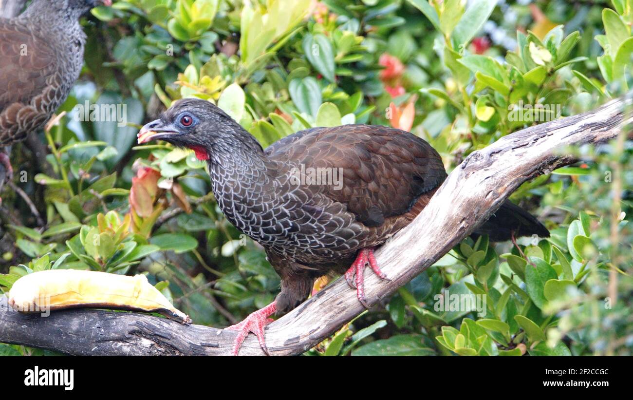 Andean guan (Penelope montagnii) perched in a tree, eating a banana, in ...