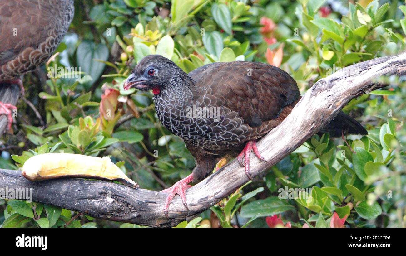 Andean guan (Penelope montagnii) perched in a tree, eating a banana, in ...