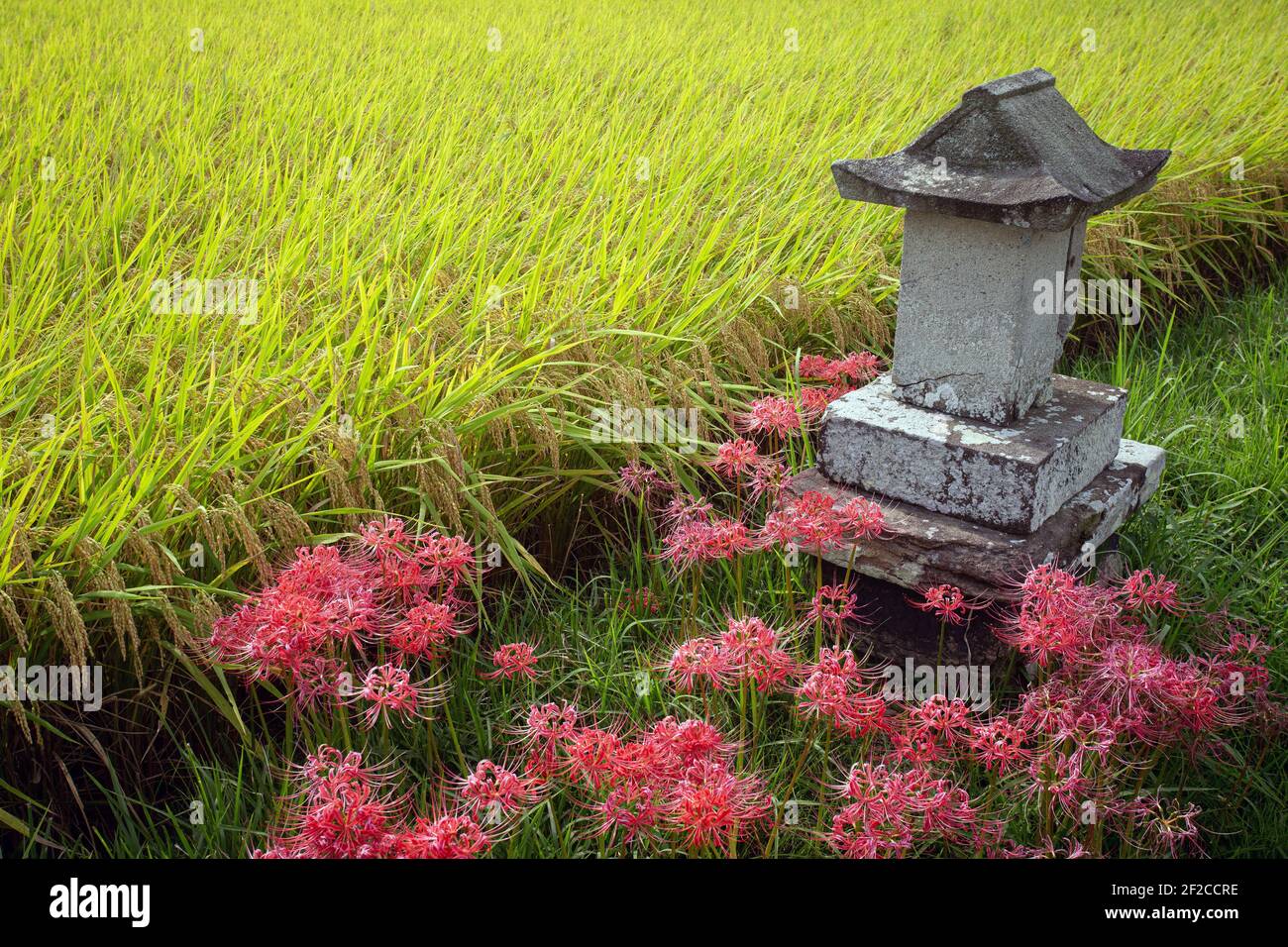 Yamadanishiki rice hi-res stock photography and images - Alamy