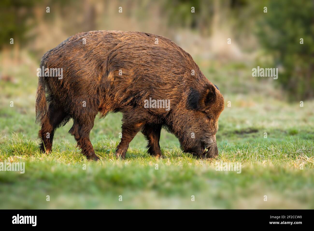 Wild boar male with long teeth feeding with grass on meadow in spring ...