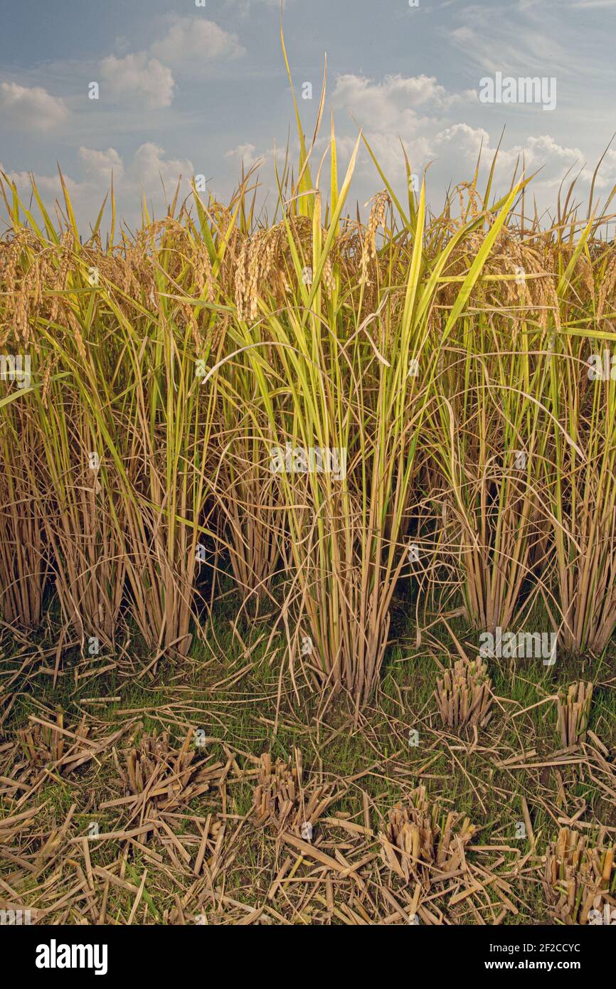 Japan/Hyogo prefecture/Producing Japanese sake/Yamada Nishiki is a ...