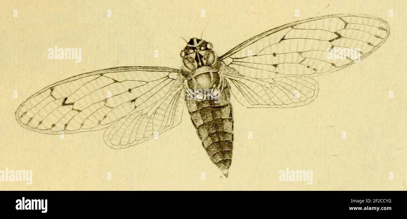 Pomponia hi-res stock photography and images - Alamy