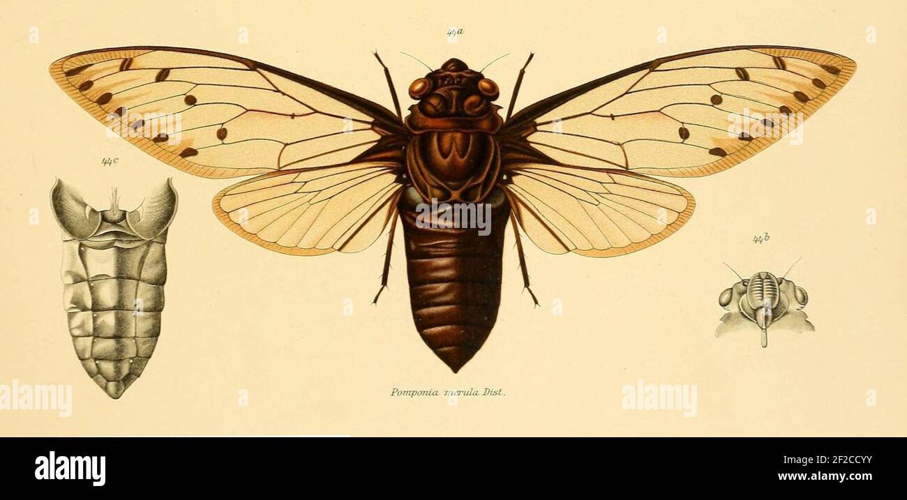 Pomponia hi-res stock photography and images - Alamy