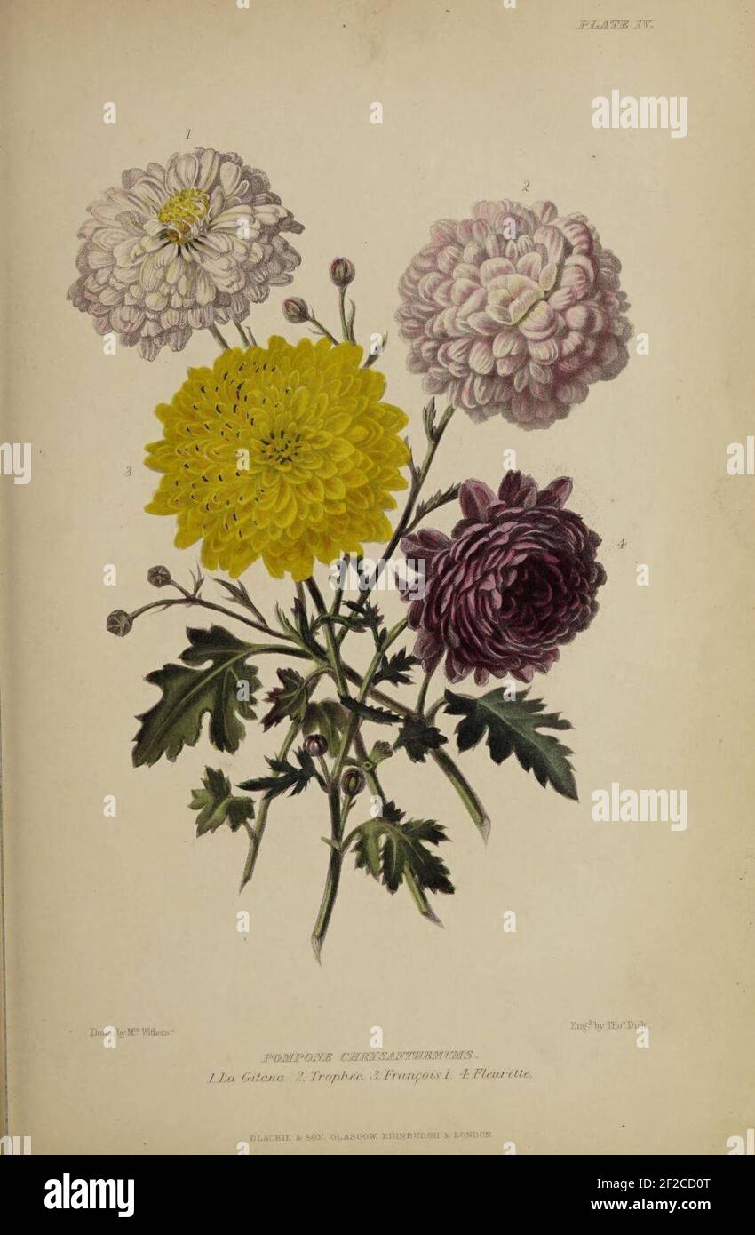 Pompone hi-res stock photography and images - Alamy