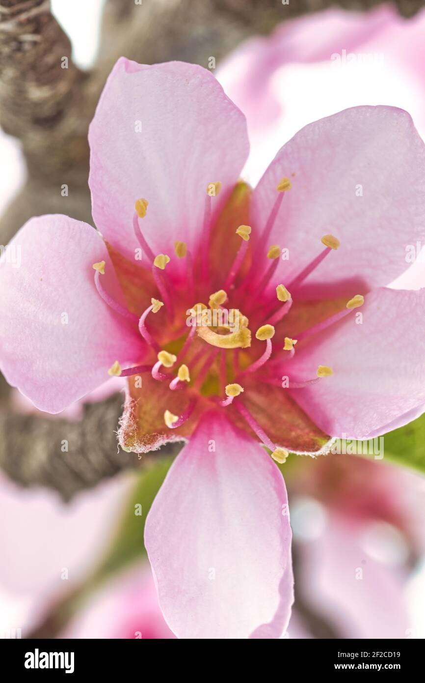 A vertical shot of blooming pink flowers on a white background Stock ...