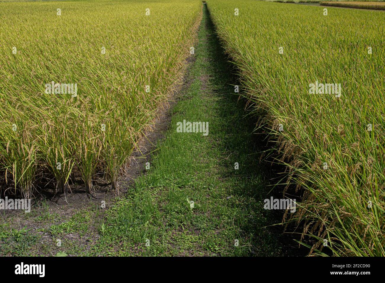 Yamadanishiki hi-res stock photography and images - Alamy