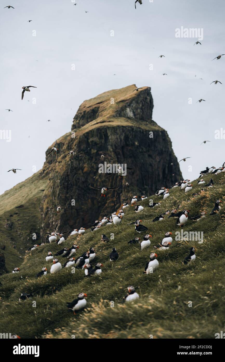 Puffins at the Mykines Island, part of the Faroe Islands in the North ...