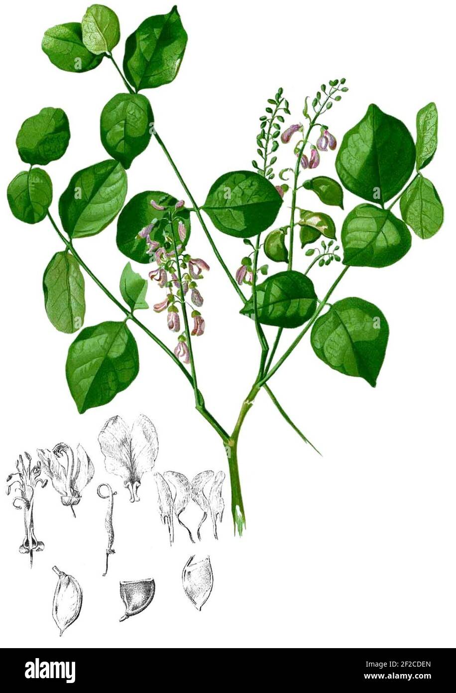 Pongamia pinnata Blanco2.417-cropped Stock Photo - Alamy