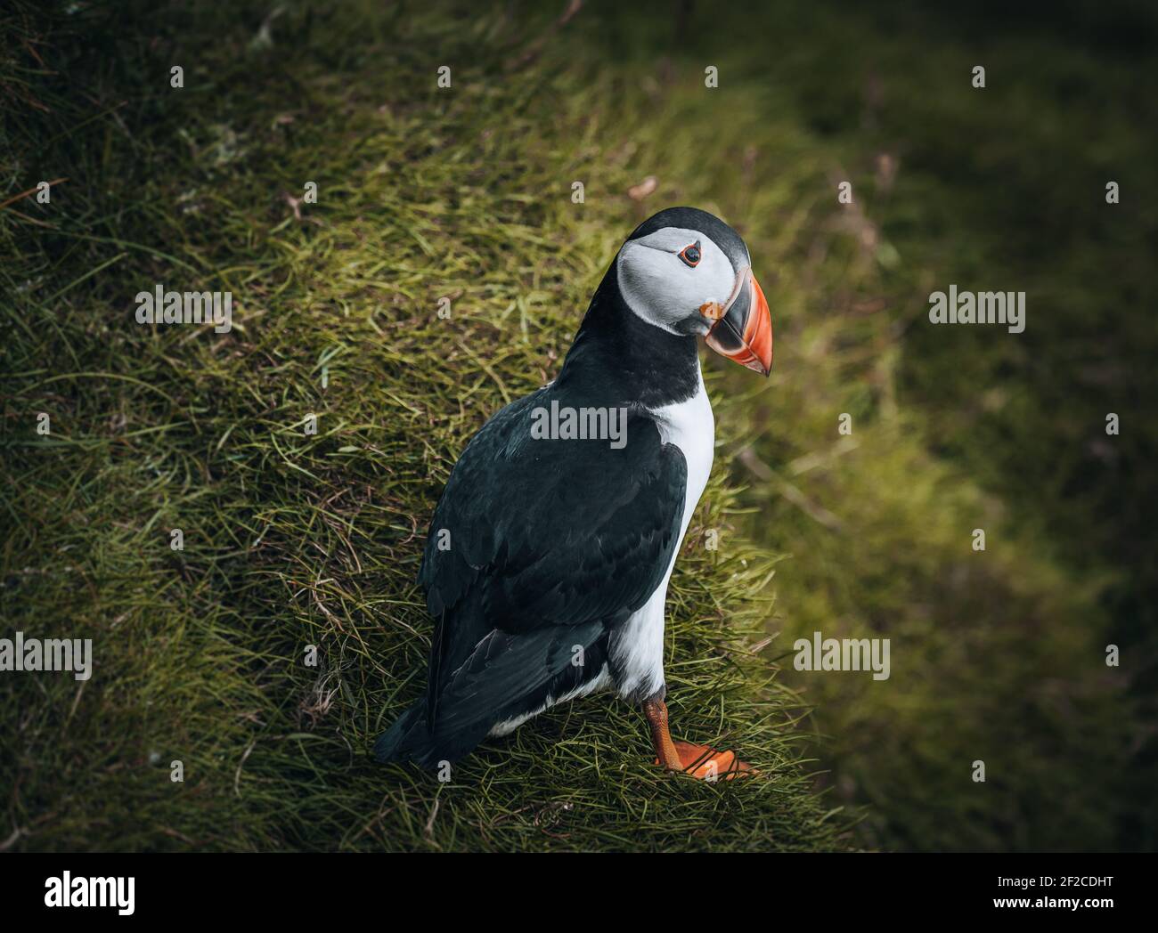 Atlantic Puffins bird or common Puffin in ocean blue background ...