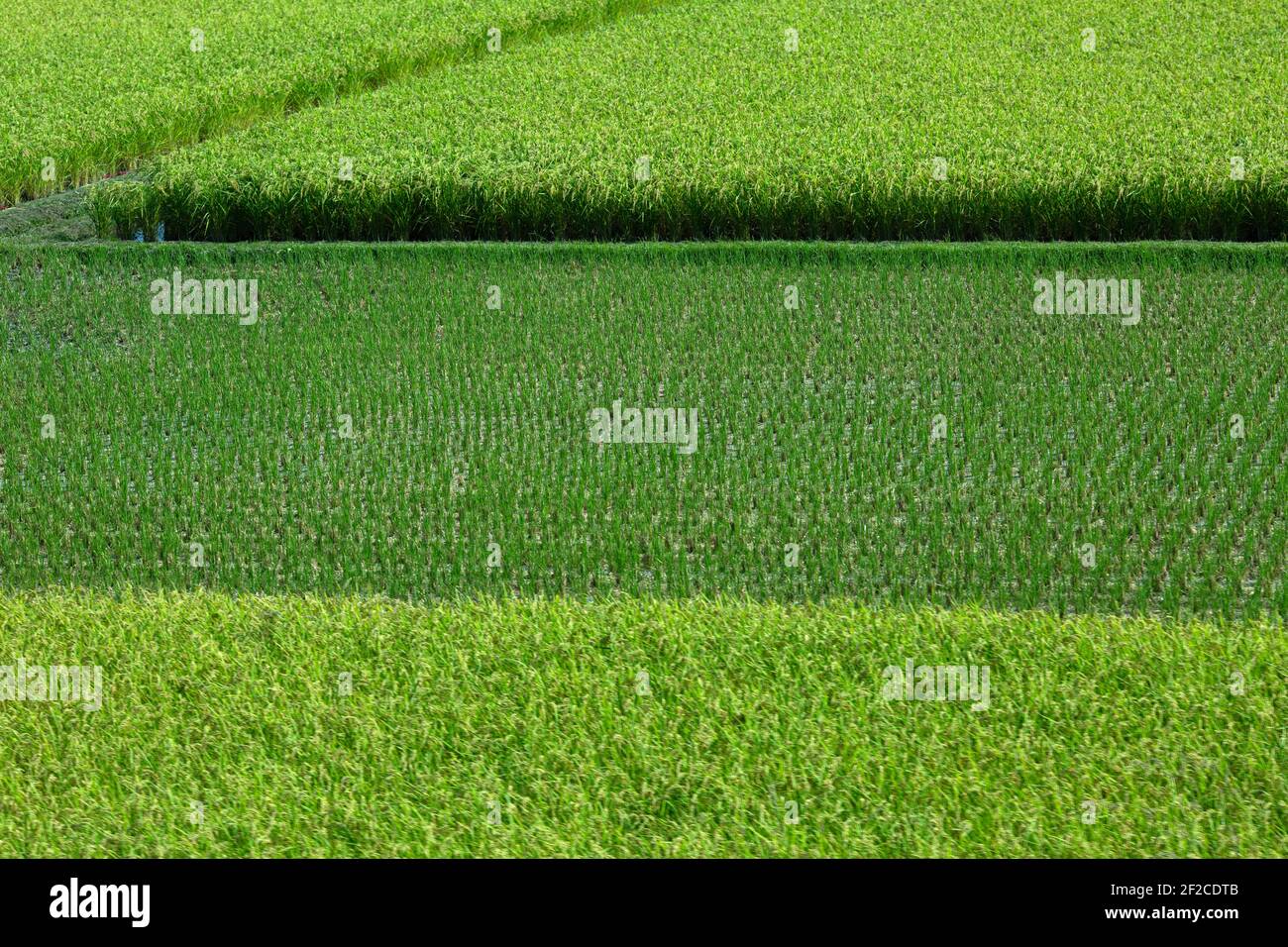 Rice farming japan hi-res stock photography and images - Alamy