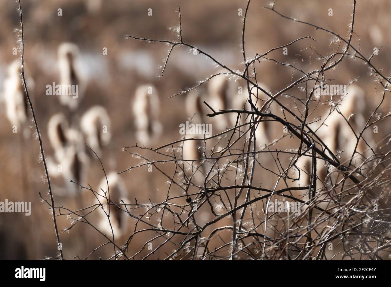 Typha latifolia (broadleaf cattail), bulrush, common bulrush, common ...