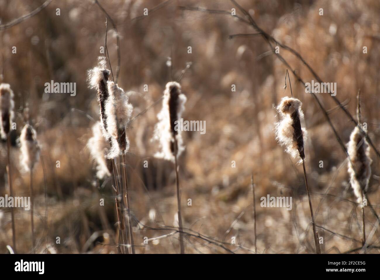 Typha latifolia (broadleaf cattail), bulrush, common bulrush, common ...