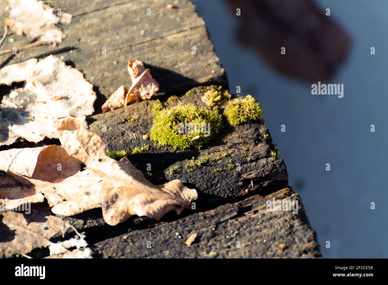 old wood covered with moss Stock Photo - Alamy