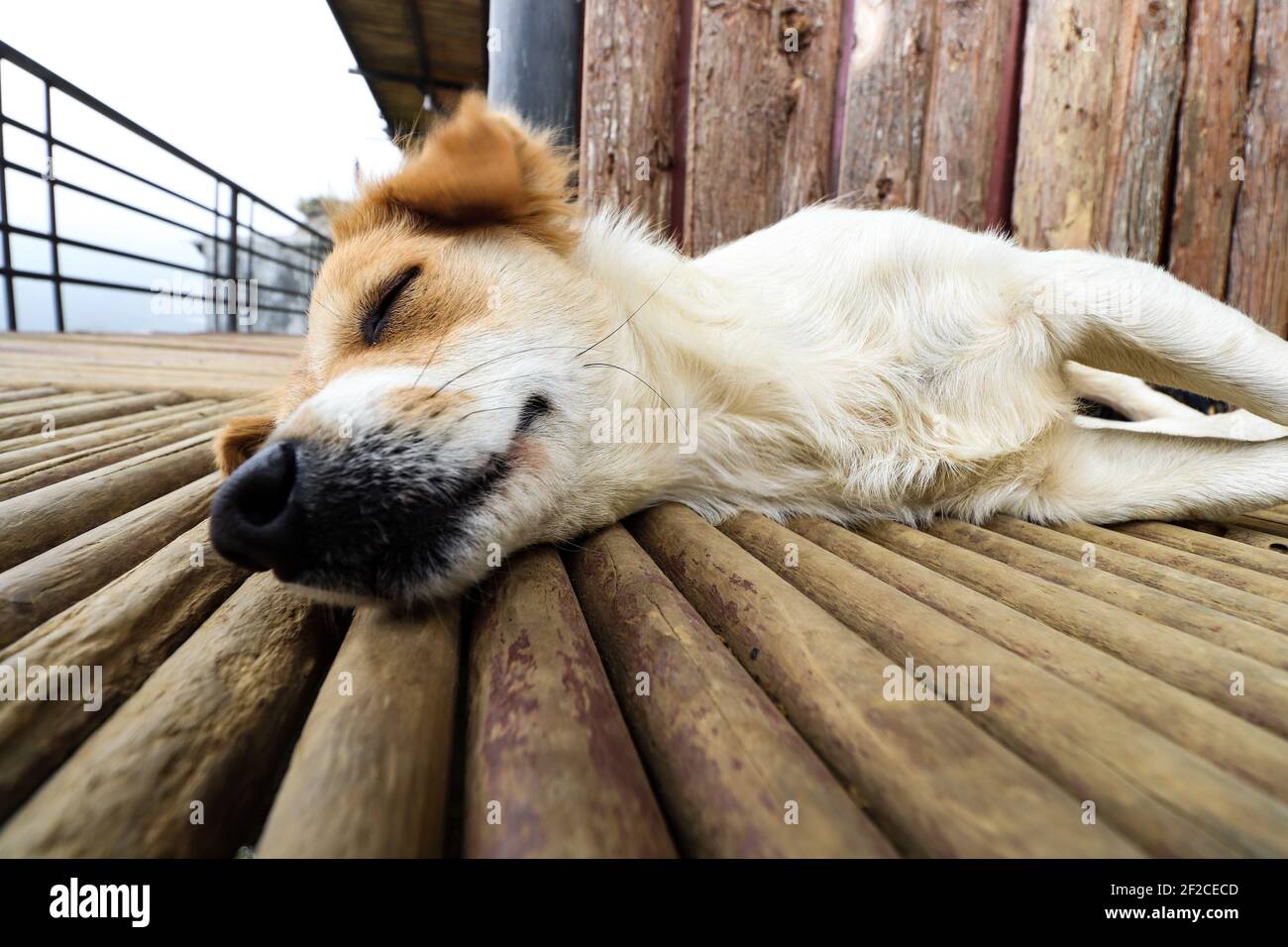 Ute puppy hi-res stock photography and images - Alamy