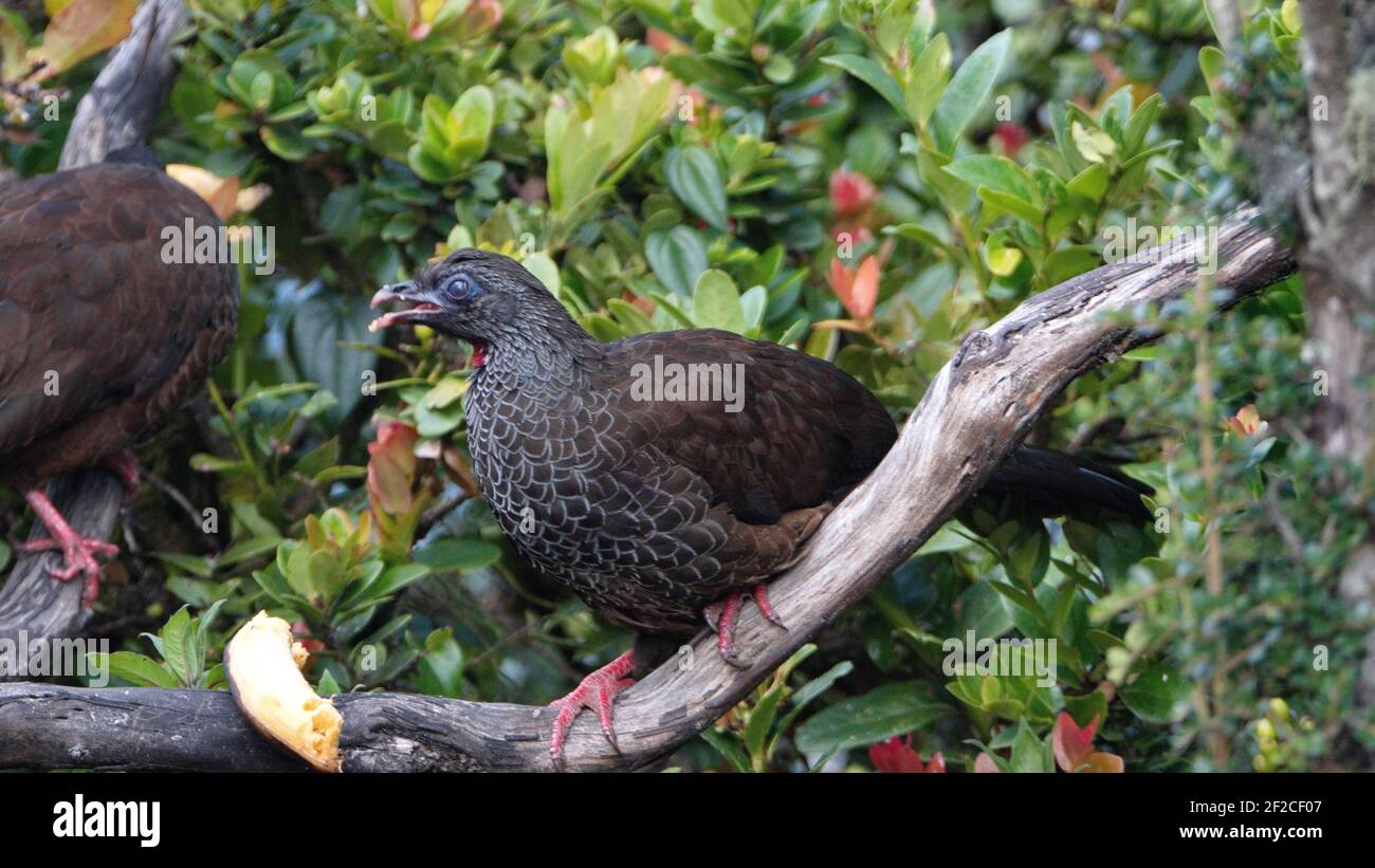 Andean guan (Penelope montagnii) perched in a tree, eating a banana, in ...