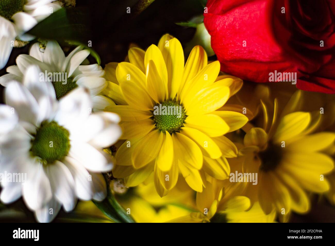 A top view of yellow daisy flower Stock Photo - Alamy