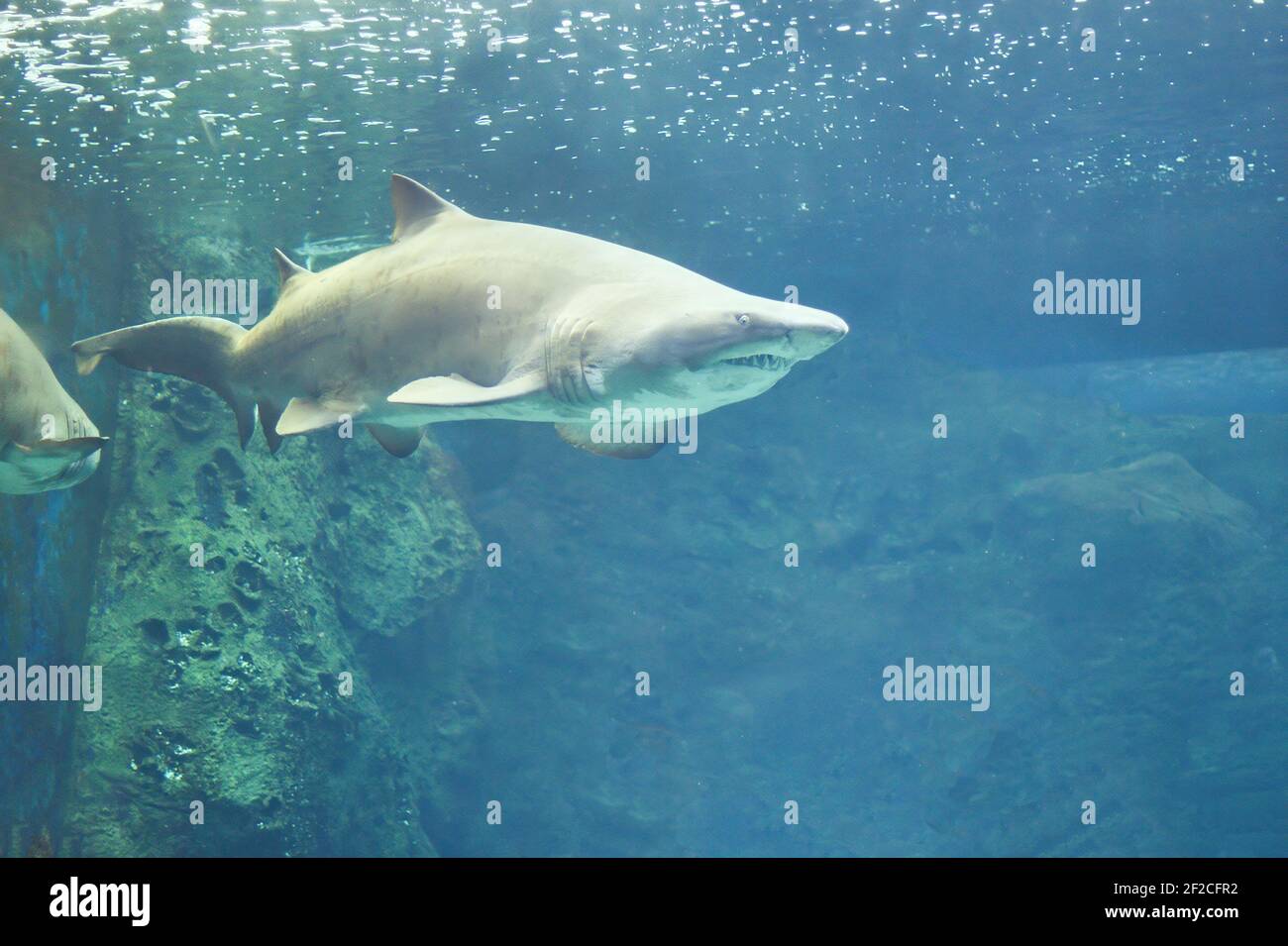 A shark swimming underwater aka The sand tiger shark (Carcharias taurus ...